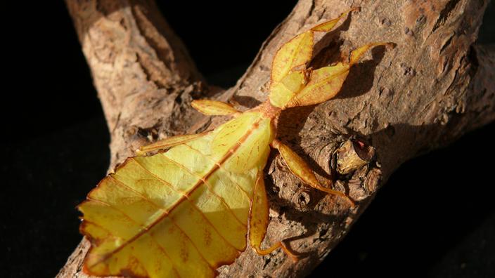 5 insectes experts en camouflage