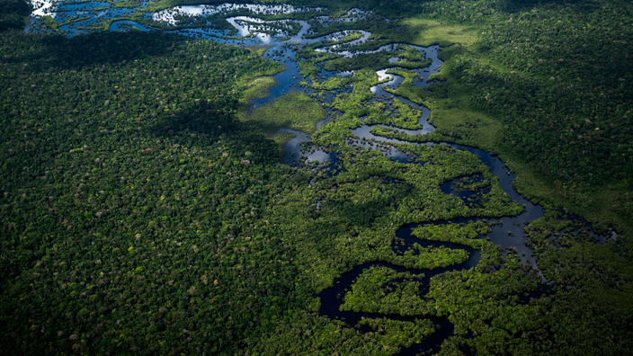 Plus de 200 km2 de forêt amazonienne détruits en un mois, nouveau ...