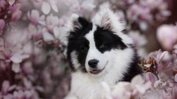 Laïka de Yakoutie : origine, taille et caractère