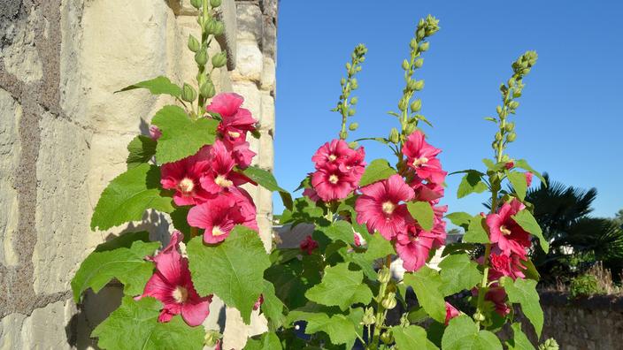 5 fleurs géantes à planter au jardin