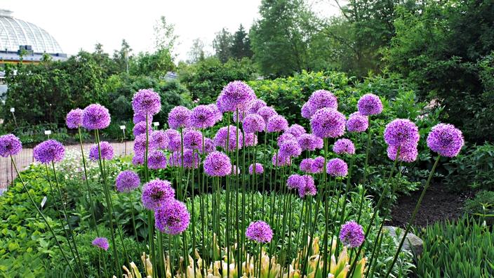 5 fleurs géantes à planter au jardin