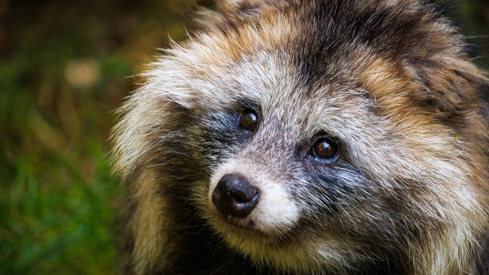 Connaissez-vous le chien viverrin, sosie du raton laveur