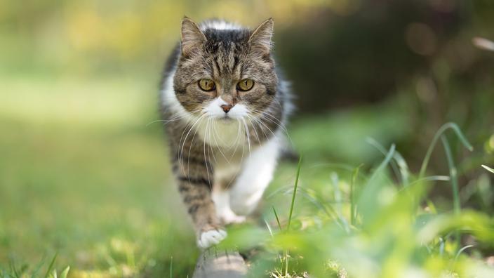 Quels sont les 7 sens du chat