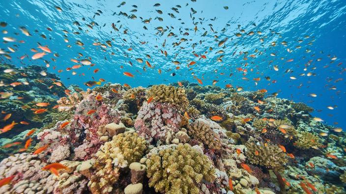 Une nouvelle méthode de surveillance des «super-coraux» de la mer Rouge