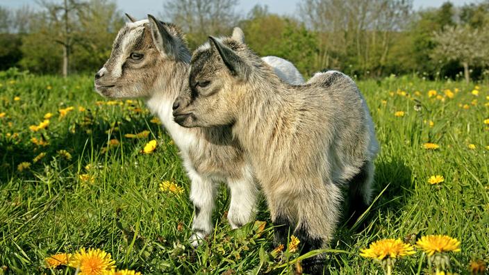 Comment élever une chèvre naine