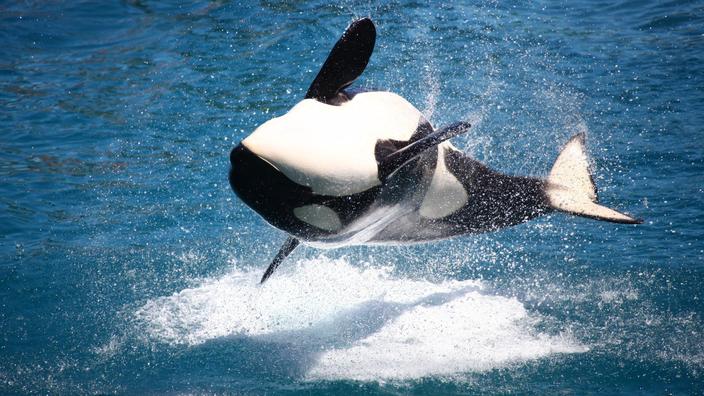 Marineland pourrait envoyer ses quatre orques au Japon, une solution qui scandalise les associations