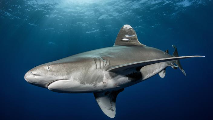 Égypte : un Russe tué par un requin en mer Rouge