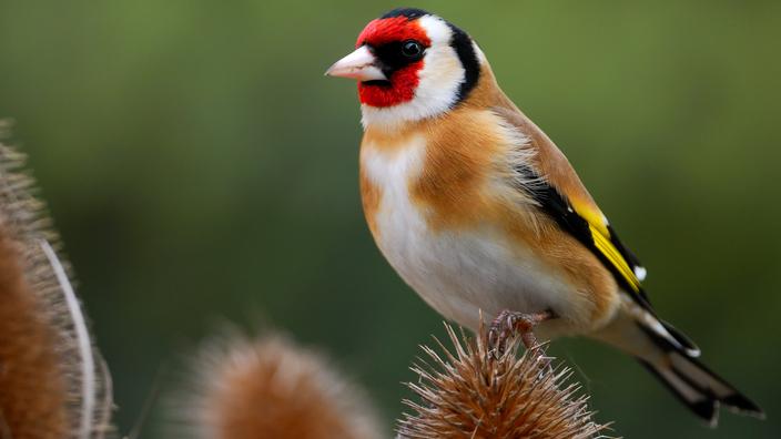 Les 10 espèces d'oiseaux les plus observées dans nos jardins