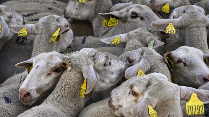 Abattoir sauvage dans 12m2 à Nice : les 40 moutons pris en charge par ...