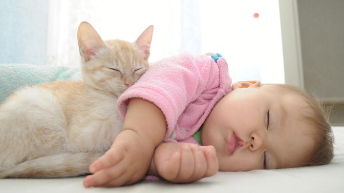 Chat et bébé : comment favoriser leur cohabitation