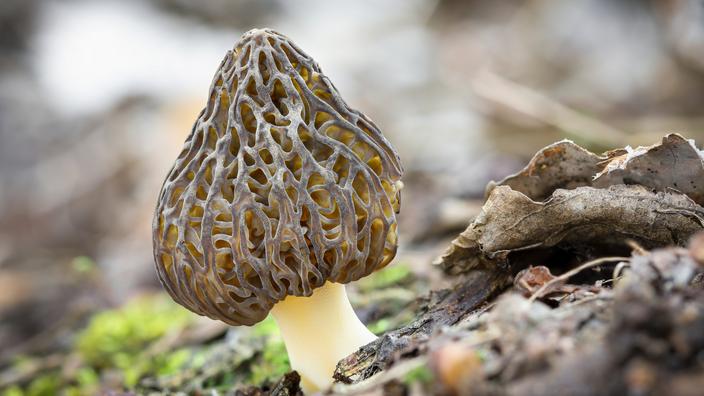 La morille : comment la reconnaître et la trouver