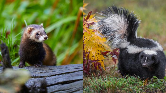Putois, moufette : comment les chasser du jardin