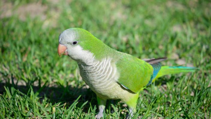 5 oiseaux verts à admirer