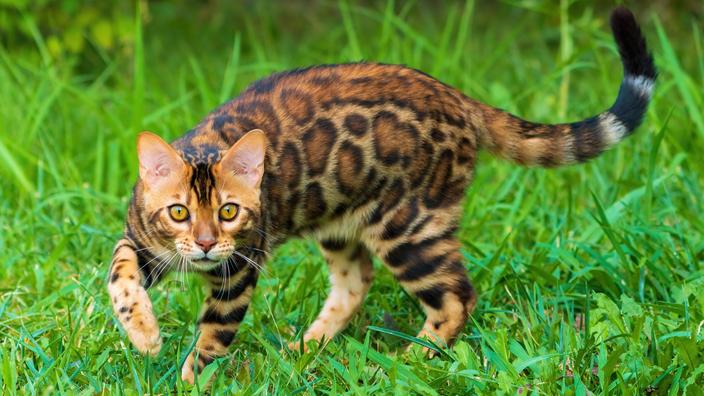 Bengal : taille, caractère et prix moyen