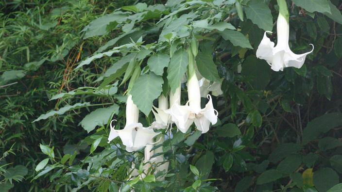 Le datura ou herbe du diable, une plante toxique dont il faut se méfier