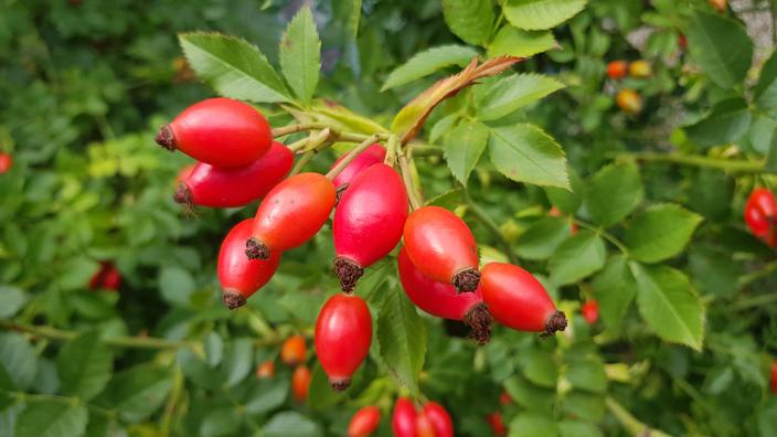 5 fruits sauvages à cueillir en automne