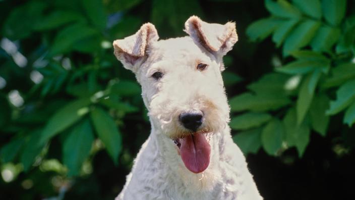 Milou, le chien de Tintin, est-il en voie d’extinction