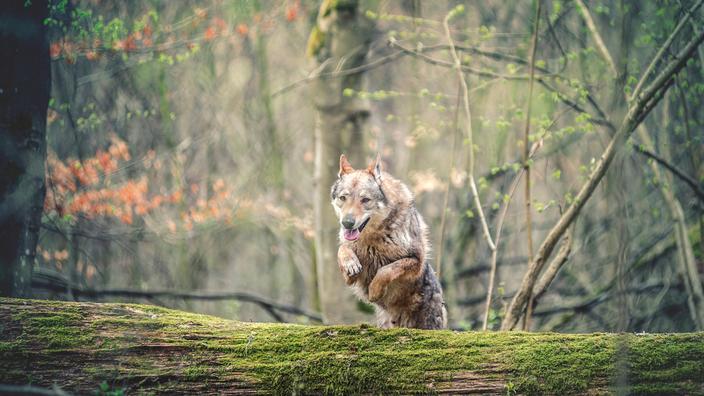 Le loup va-t-il à nouveau être chassé en Europe