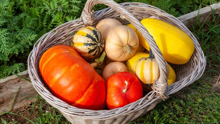 Comment reconnaître les courges et bien les choisir