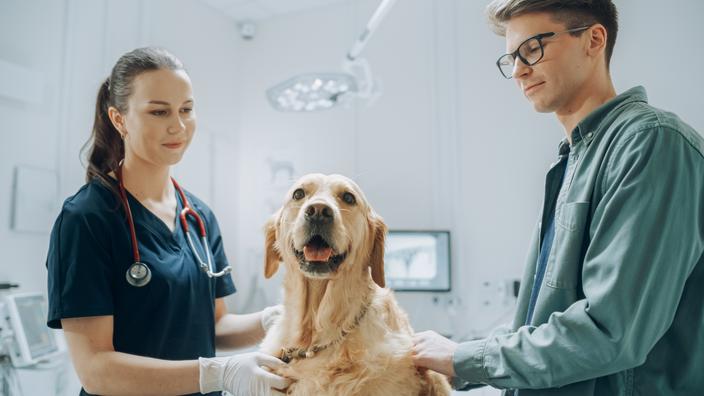 Contraception du chien : quelle méthode choisir