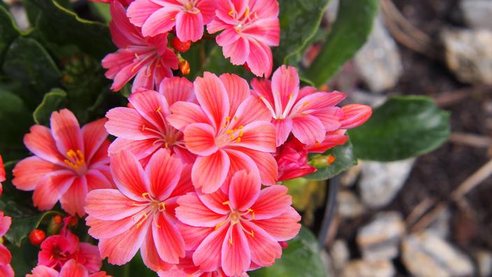 Lewisia : plantation, entretien et floraison