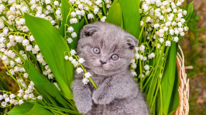 Chat et chien : le muguet est-il toxique pour les animaux