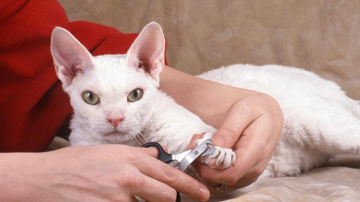 Comment entretenir les griffes de son chat