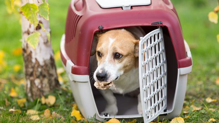 Les cages pour chien : est-ce une bonne idée