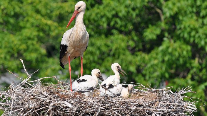 Cigognes : tout savoir sur cet oiseau symbole de l’Alsace