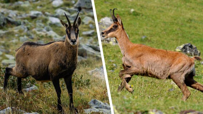 Isard ou chamois : comment les différencier