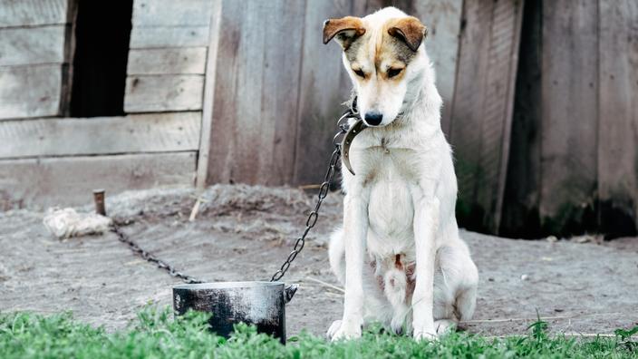 Maltraitance animale : comment la signaler et quelles sont les ...