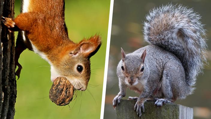 Pourquoi y a-t-il des écureuils roux et des écureuils gris