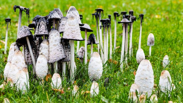 Les coprins chevelus : comestibilité et identification