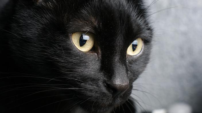 Chat noir : signification, mythe et superstition