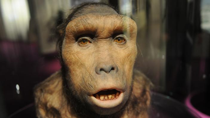 Toumaï Est Il Vraiment Notre Plus Vieil Ancêtre De Nouvelles Analyses