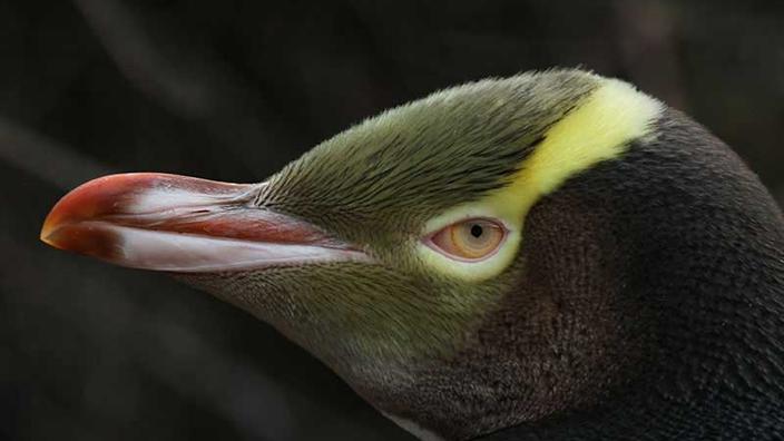 Nouvelle-Zélande : le concours de l'oiseau de l'année 2024 remporté par ...