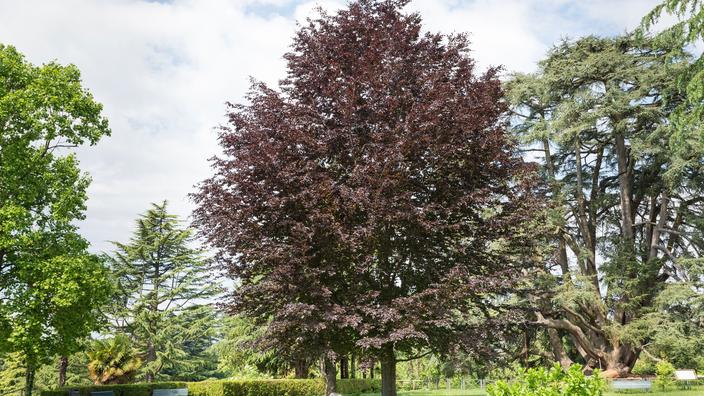 7 arbres et arbustes aux feuilles rouges