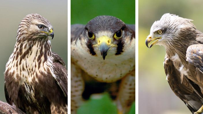 Aigle, faucon, buse : comment les différencier facilement
