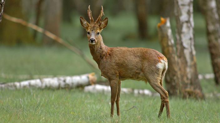 Ces animaux emblématiques des forêts françaises