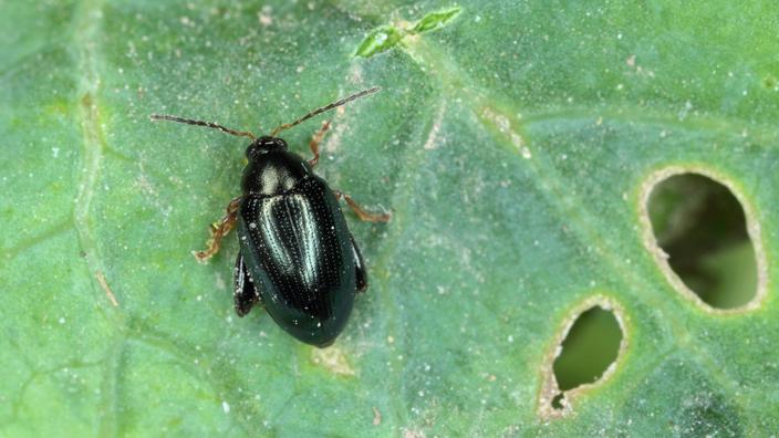 L'altise : qu’est-ce que cet insecte et comment s’en débarrasser