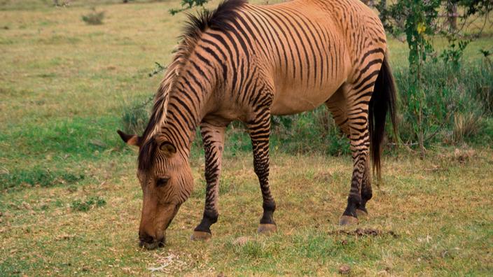 Le zorse, un animal fabuleux issu du croisement du zèbre et de la jument Le zorse, un animal fabuleux issu du croisement du zèbre et de la jument