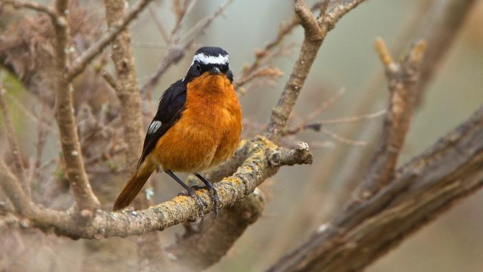 Un oiseau rarissime en France provoque l’engouement des ornithologues