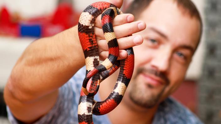 7 races de serpents domestiques de petite taille pour son terrarium