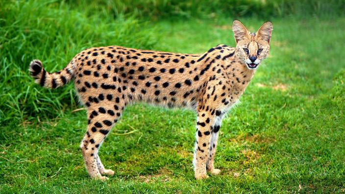 Le serval, un magnifique chat sauvage victime d’un trafic illégal