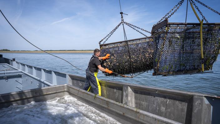 L'association Bloom attaque l'État pour tenter d'interdire le chalutage ...
