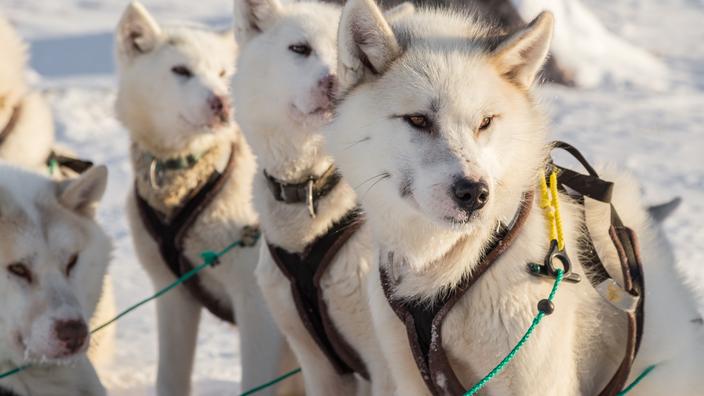 L’ADN des chiens du Groenland réécrit l’histoire de la migration des Inuits