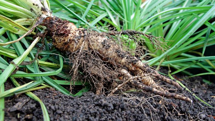 Ce légume-racine est sous-estimé : il pousse sans eau ni engrais