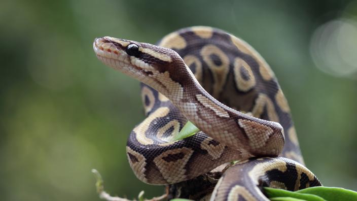 Python royal : taille, habitat et alimentation