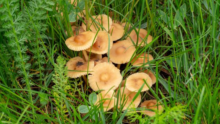 Marasme des Oréades : où et quand trouver ce champignon