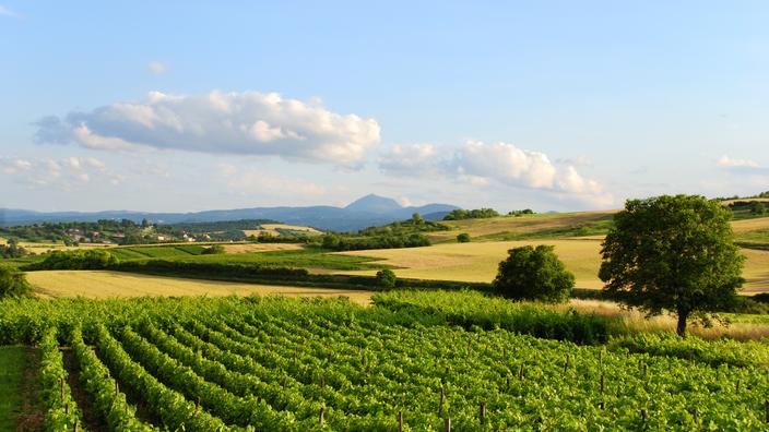 «Certains chardonnays auvergnats valent largement de très beaux bourgognes» : l’emballement ...